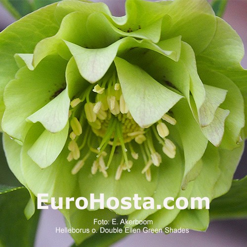 hellebore green