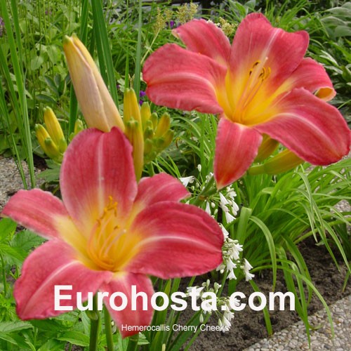 hemerocallis cherry catherine