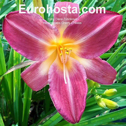 hemerocallis cherry catherine