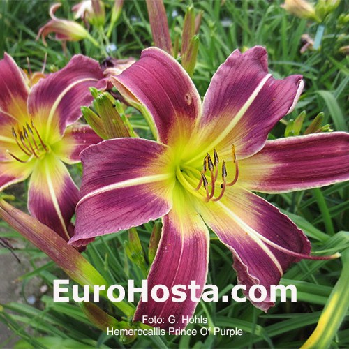 purple hemerocallis
