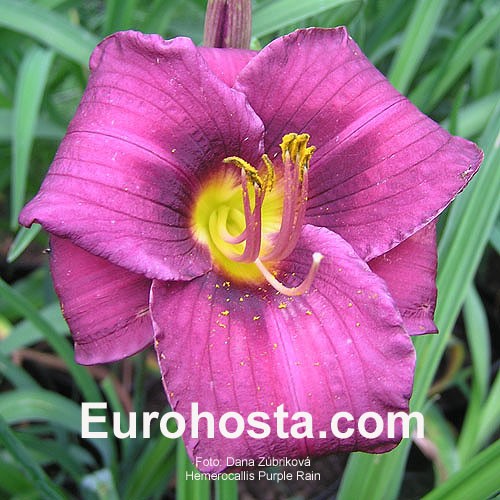 purple hemerocallis