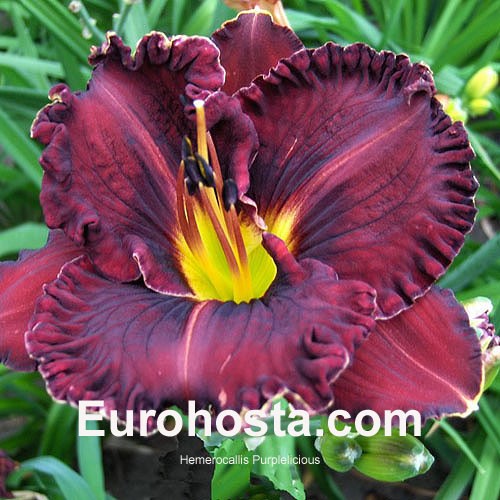 purple hemerocallis