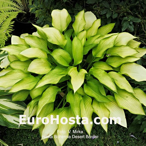 desert border plants