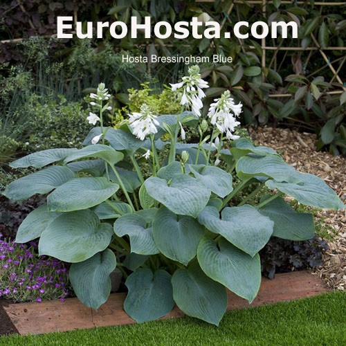 hosta bressingham blue