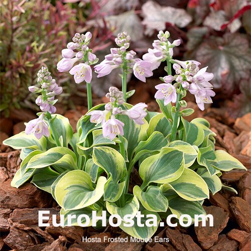 mouse ears hosta