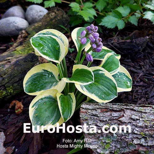 mighty mouse ears hosta