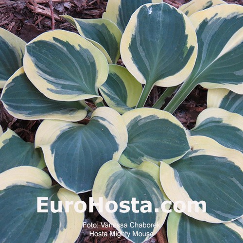mighty mouse ears hosta