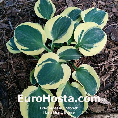 mighty mouse ears hosta