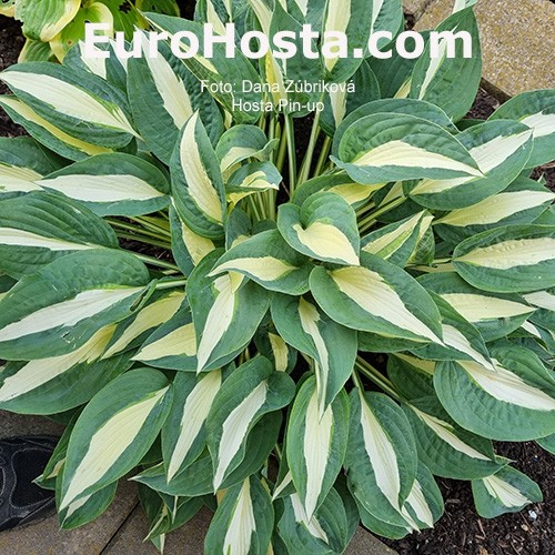 hosta pin up