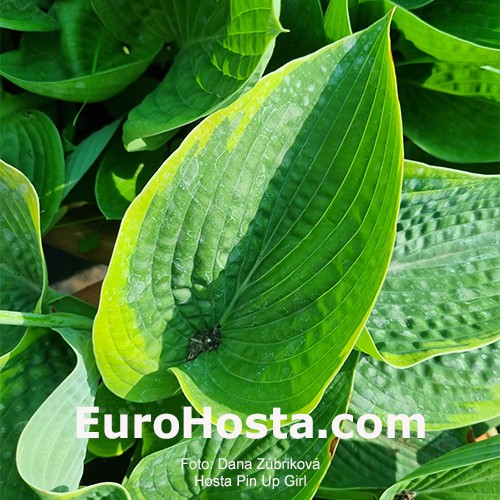 hosta pin up