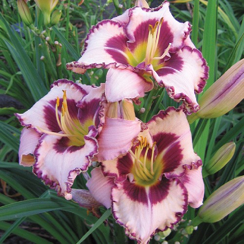 purple hemerocallis