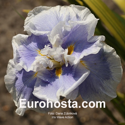 action front iris