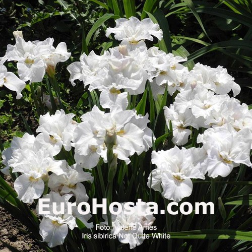 white iris est