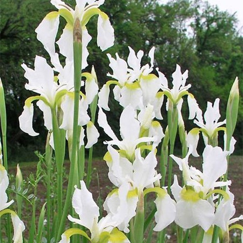 white siberian iris