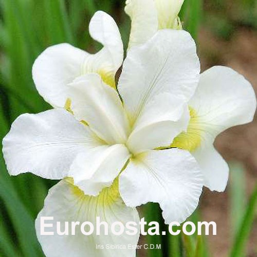 white iris est