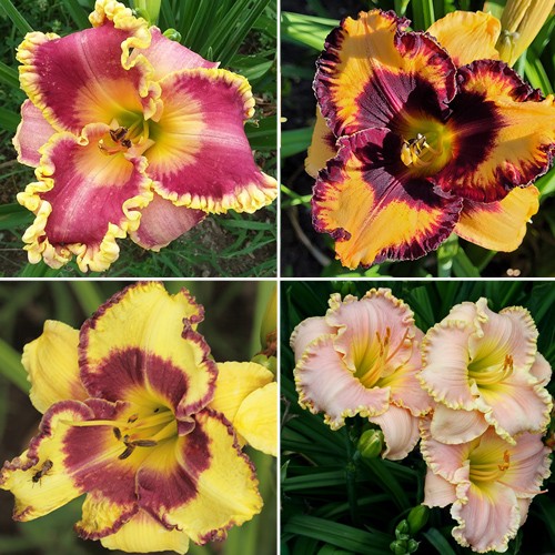 hemerocallis types