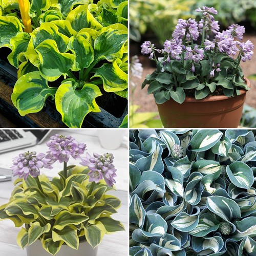 mighty mouse ears hosta