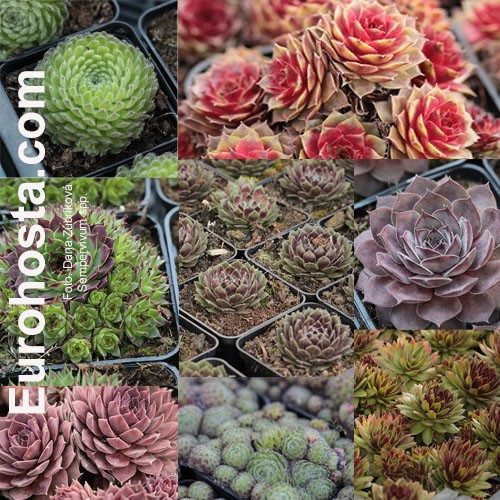 sempervivum types