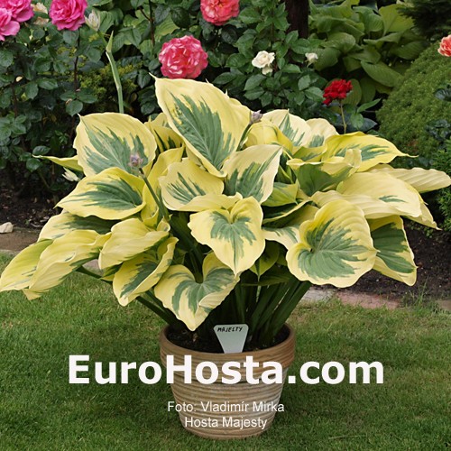 hosta uist
