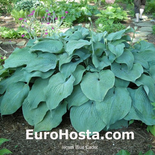 largest blue hosta