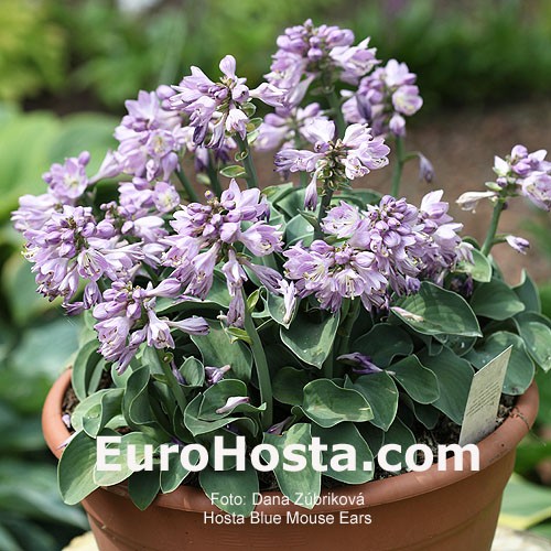 mouse ears hosta