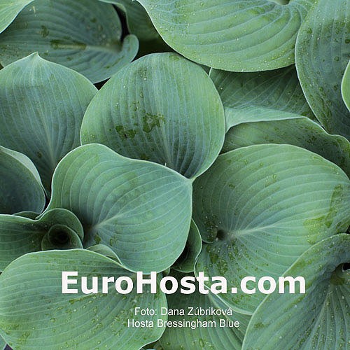 hosta bressingham blue