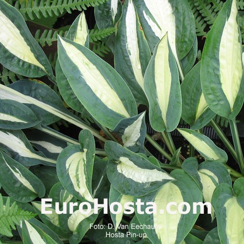 hosta pin up